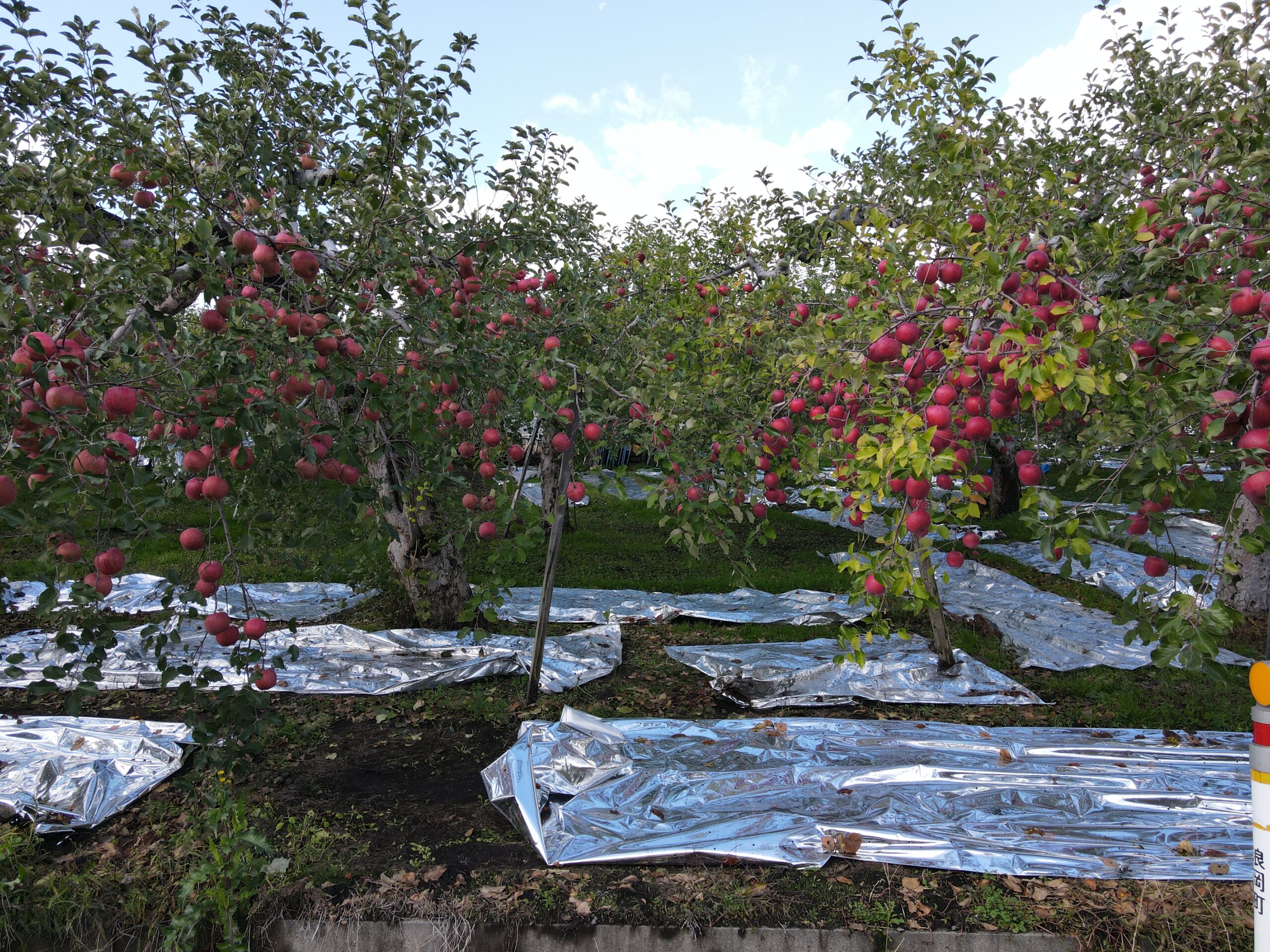 Skeepon trials on apples in the Tsugaru region of Aomori Prefecture ...